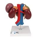 Urology Models — Health Simulation