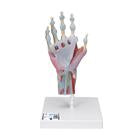 Joint Models — Health Simulation