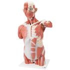 Muscle Models — Health Simulation