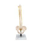 Human Spine Models — Health Simulation