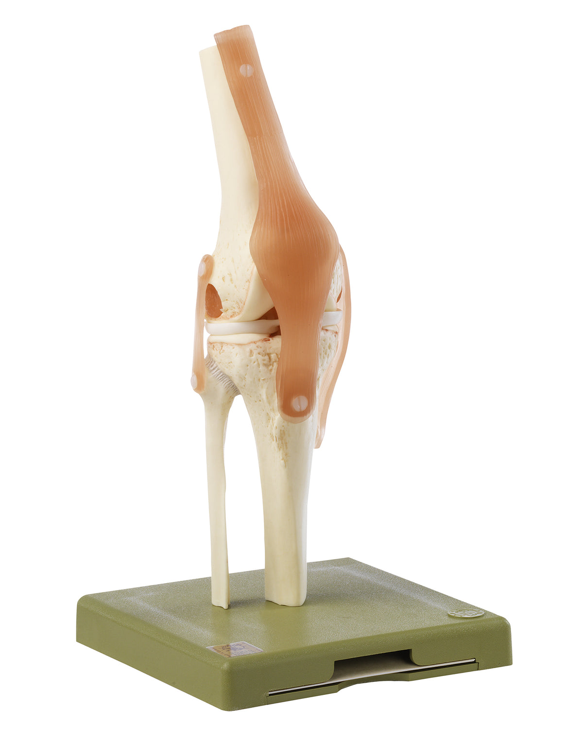 Functional Model of the Knee Joint — Health Simulation