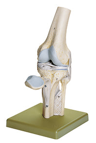 Knee Joint — Health Simulation