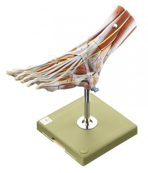 Muscles of the Foot — Health Simulation