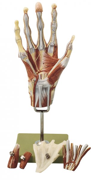 Muscles of the Hand with Base of the Forearm — Health Simulation