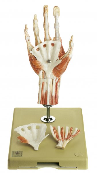 Surgical Hand Model — Health Simulation