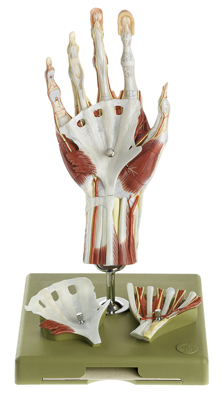 Surgical Hand Model in a didactic Colour-Scheme — Health Simulation