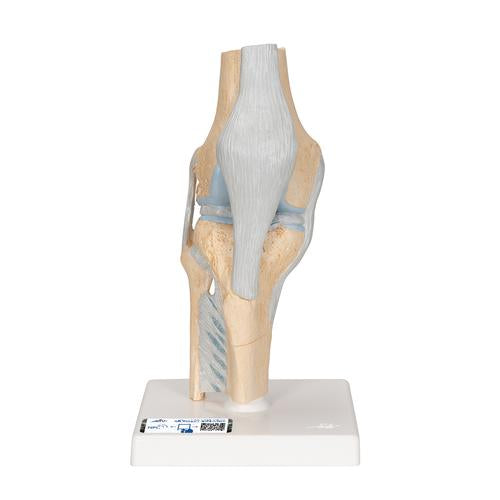 Sectional Human Knee Joint Model, 3 part - 3B Smart Anatomy — Health ...