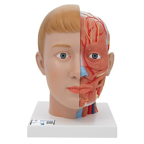 Human Head Model with Neck, 4 part - 3B Smart Anatomy — Health Simulation