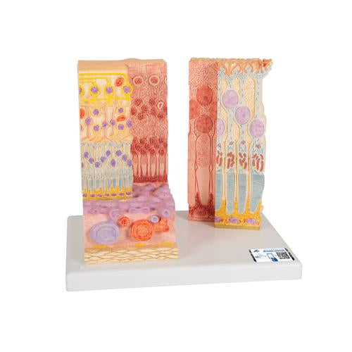 3B MICROanatomy Human Eye Model - 3B Smart Anatomy — Health Simulation