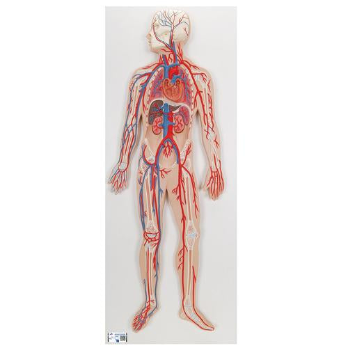 Human Circulatory System Model - 3B Smart Anatomy — Health Simulation