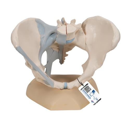Female Pelvis Skeleton Model with Ligaments, 3 part - 3B Smart Anatomy ...