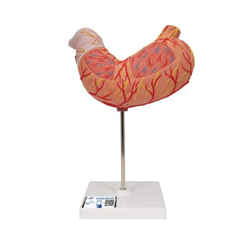 Human Stomach Model, 2 part - 3B Smart Anatomy — Health Simulation