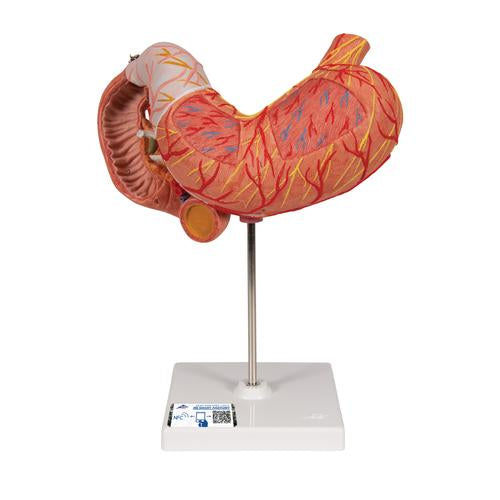 Human Stomach Model, 3 part - 3B Smart Anatomy — Health Simulation