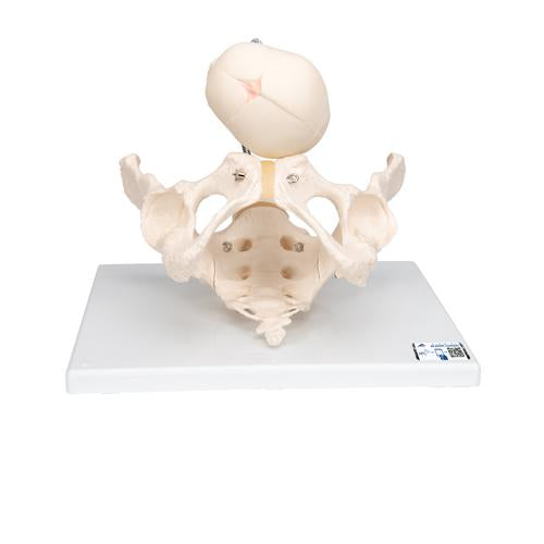 Childbirth Demonstration Pelvis Skeleton Model with Fetal Skull - 3B S ...