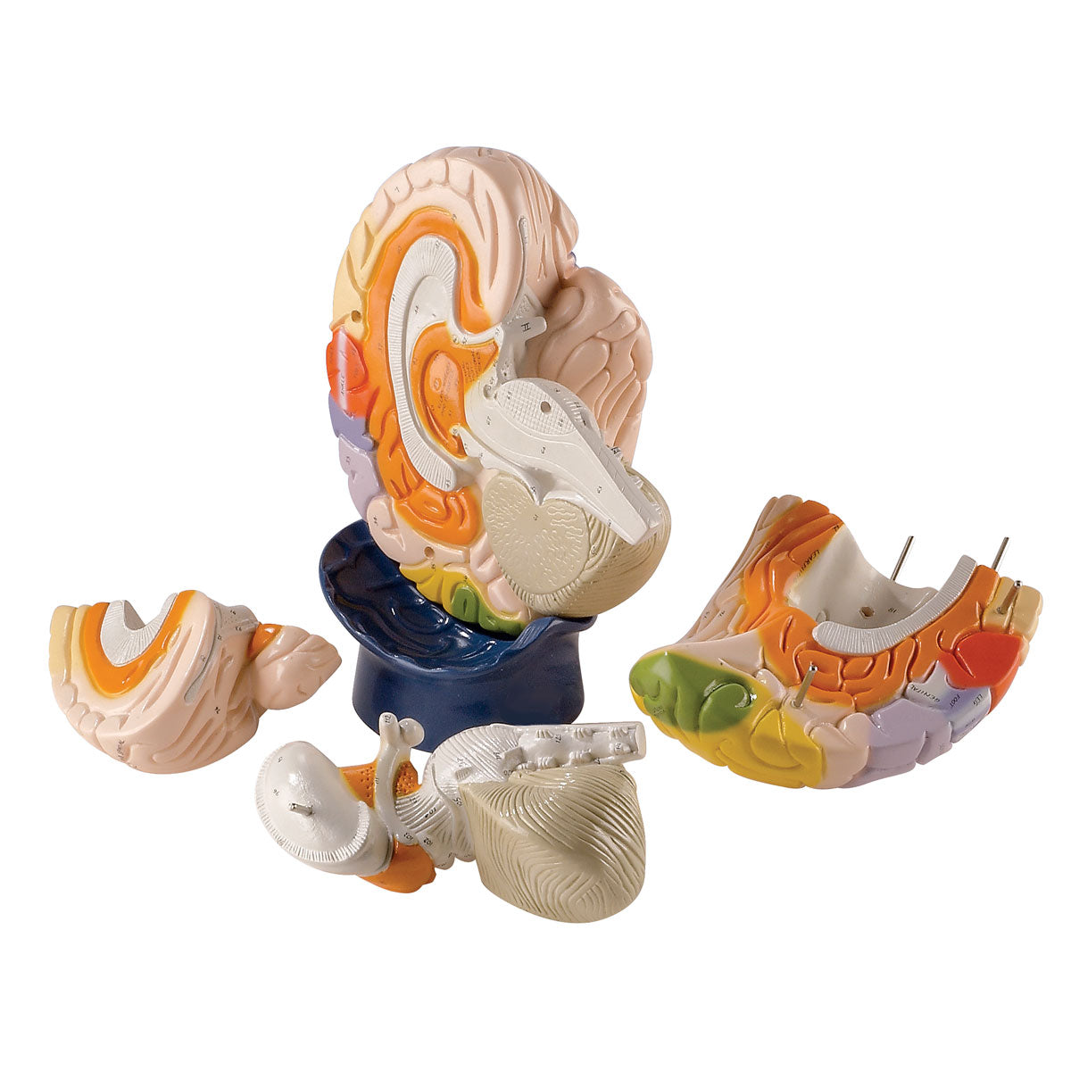 Deluxe Circumcised Condom Training Model, Light — Health Simulation