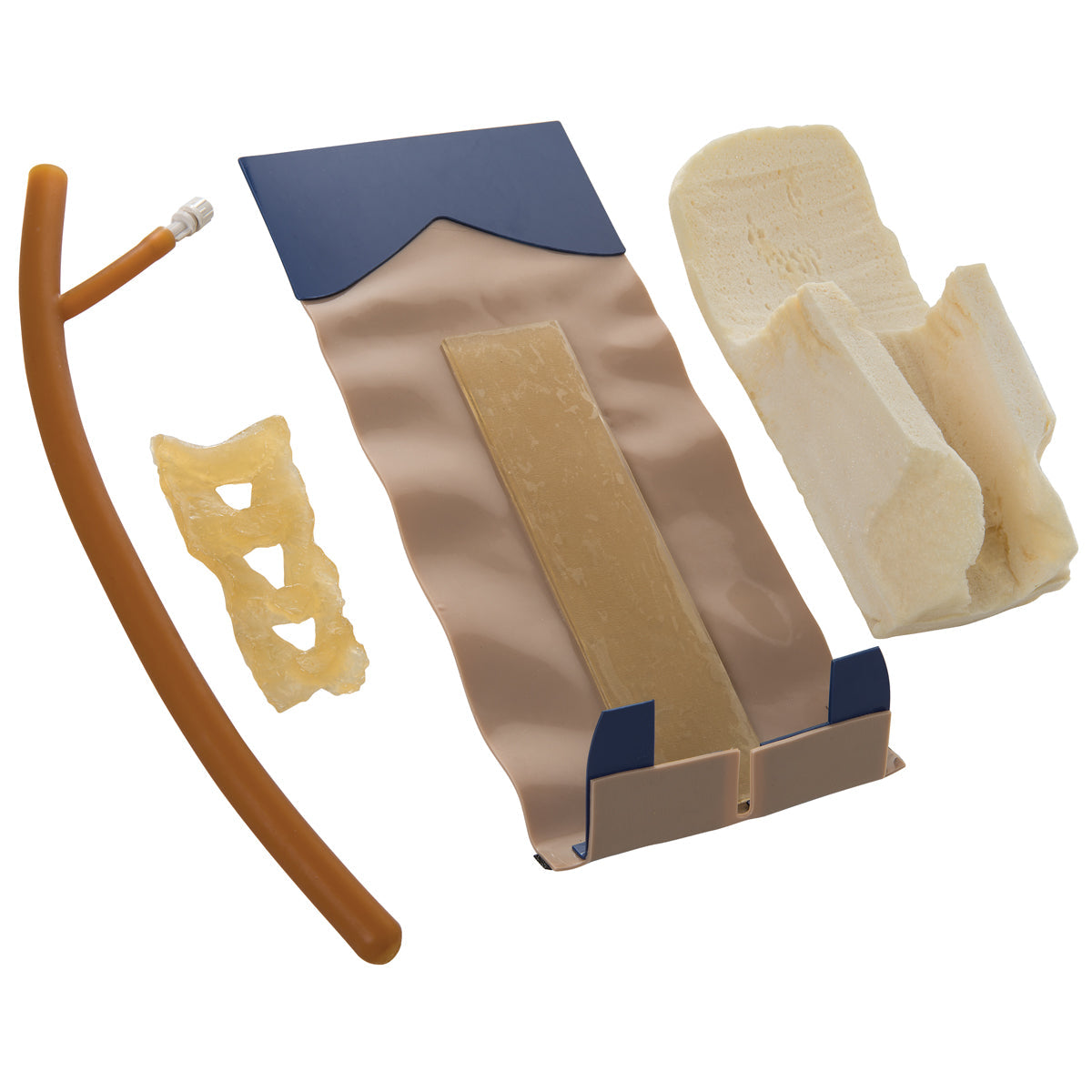 Skin, Musculature and Spinal Cord — Health Simulation