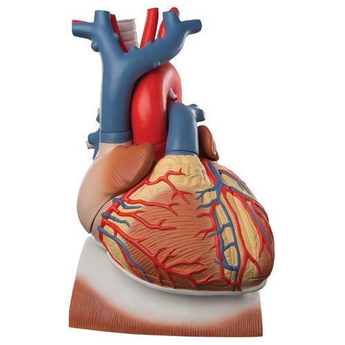 Human Heart Model, 7 part - 3B Smart Anatomy — Health Simulation