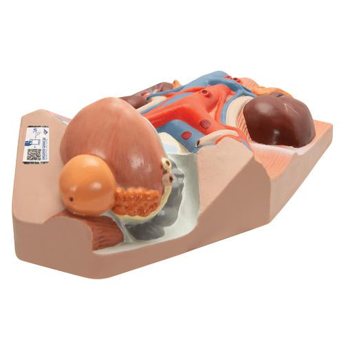 Male Urinary System Model, 3/4 Life-Size - 3B Smart Anatomy — Health ...