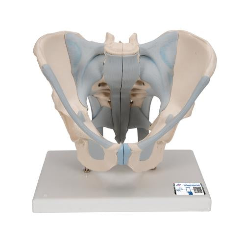 Human Male Pelvis Skeleton Model with Ligaments, 2 part - 3B Smart Ana ...