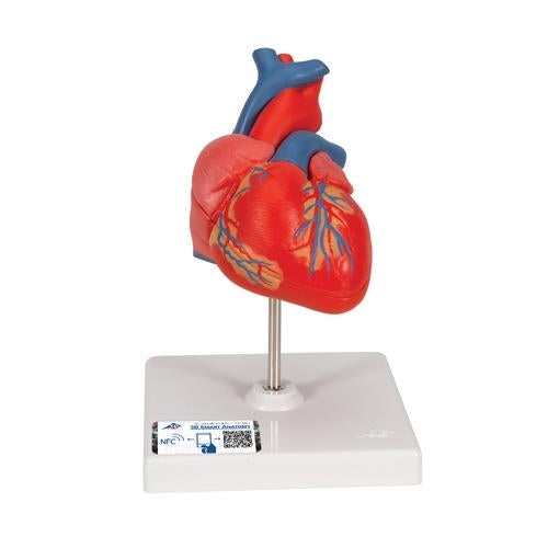 Classic Human Heart Model, 2 part - 3B Smart Anatomy — Health Simulation