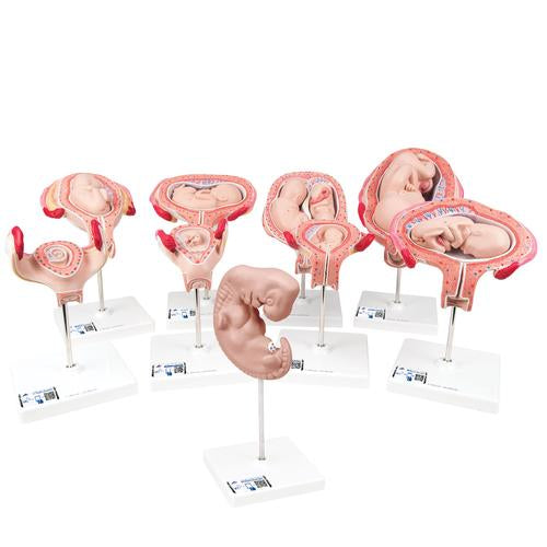 Deluxe Pregnancy Models Series, 9 Individual Embryo & Fetus Models - 3 ...