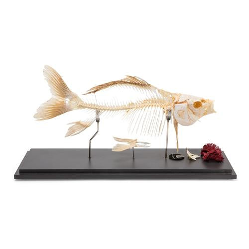 Carp Skeleton (Cyprinus carpio), Specimen — Health Simulation