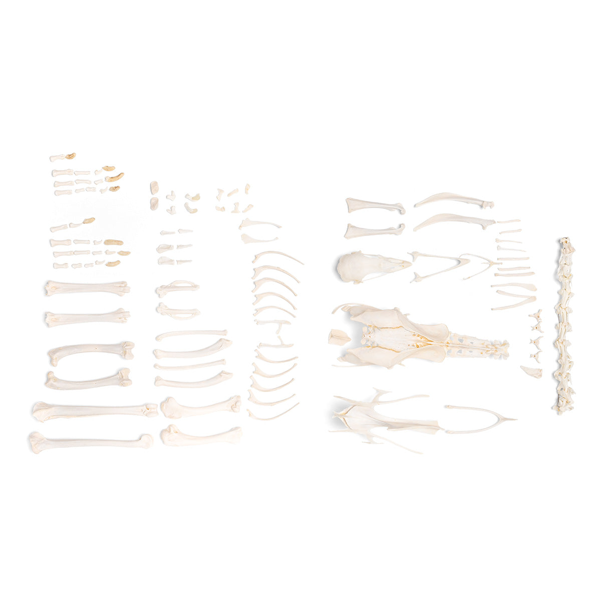 Chicken skeleton (Gallus gallus domesticus), disarticulated — Health ...