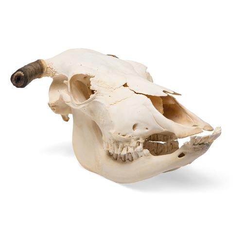 Bovine skull (Bos taurus), with horns, specimen — Health Simulation