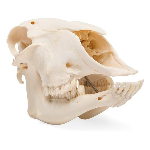 Domestic Sheep Skull (Ovis aries), Male, Specimen — Health Simulation