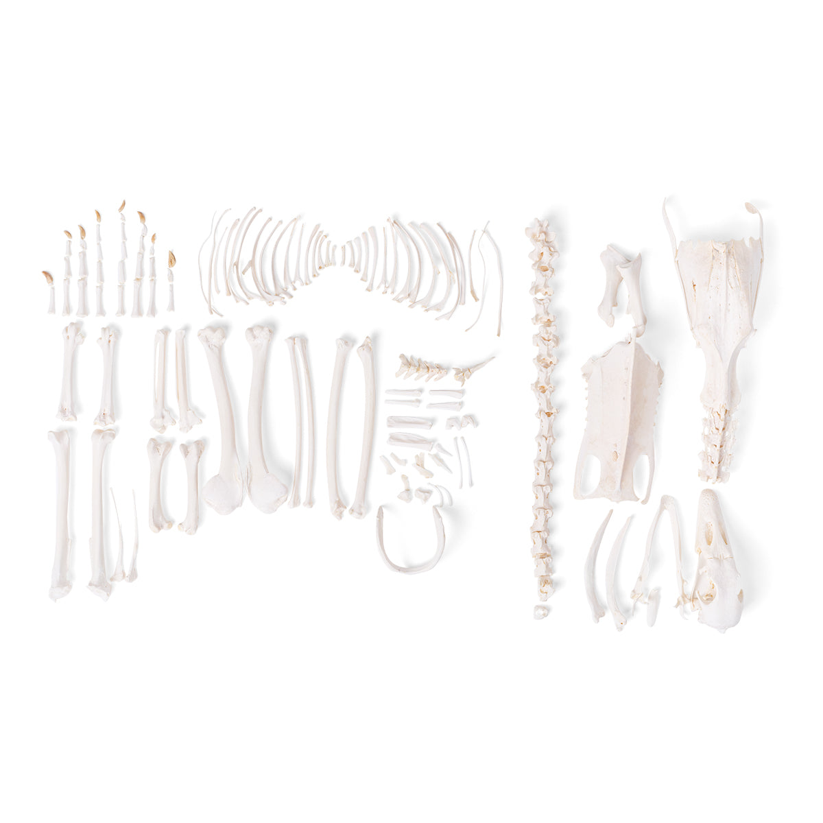 Goose skeleton (Anser anser domesticus), disarticulated — Health Simulation