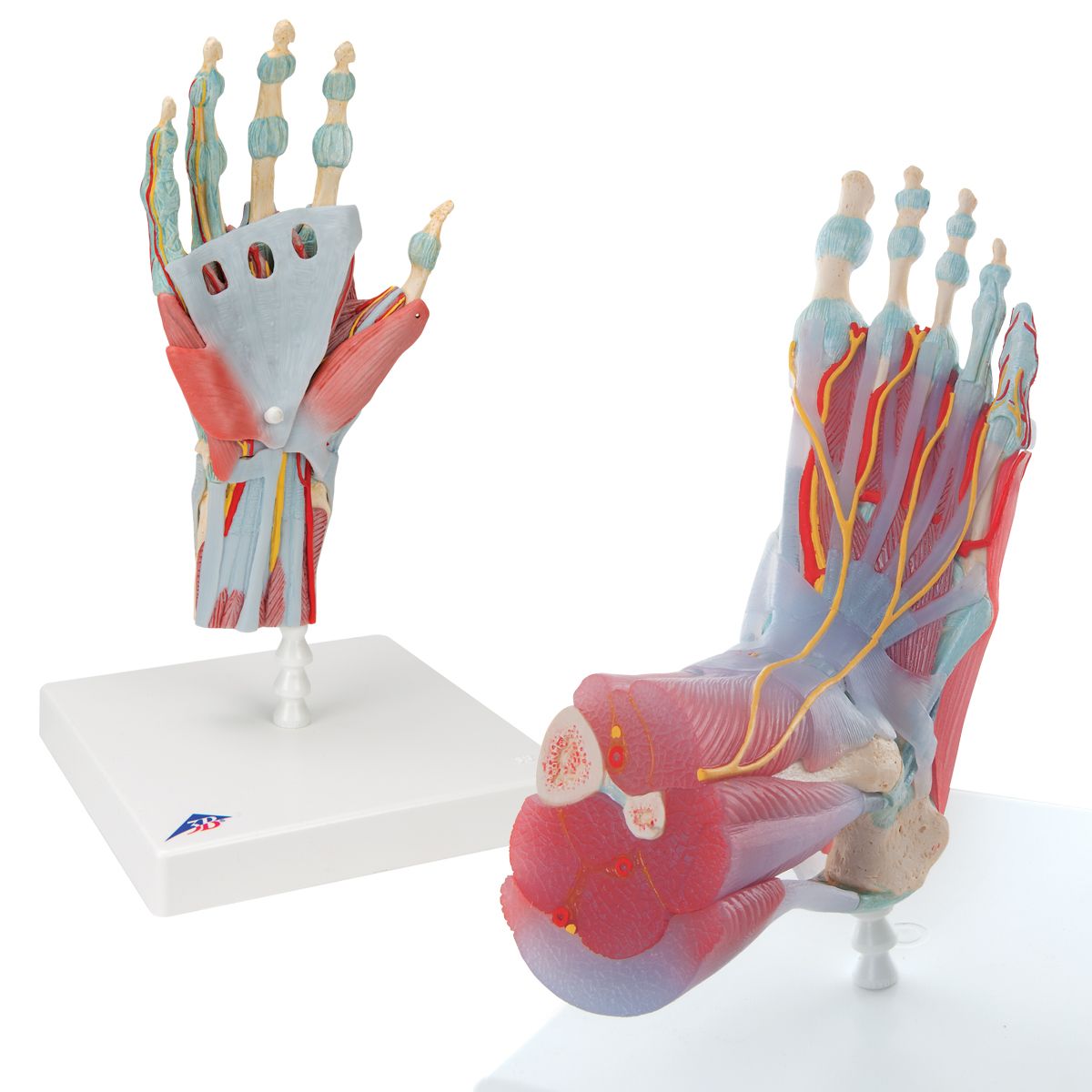 Anatomy Set Hand & Foot — Health Simulation