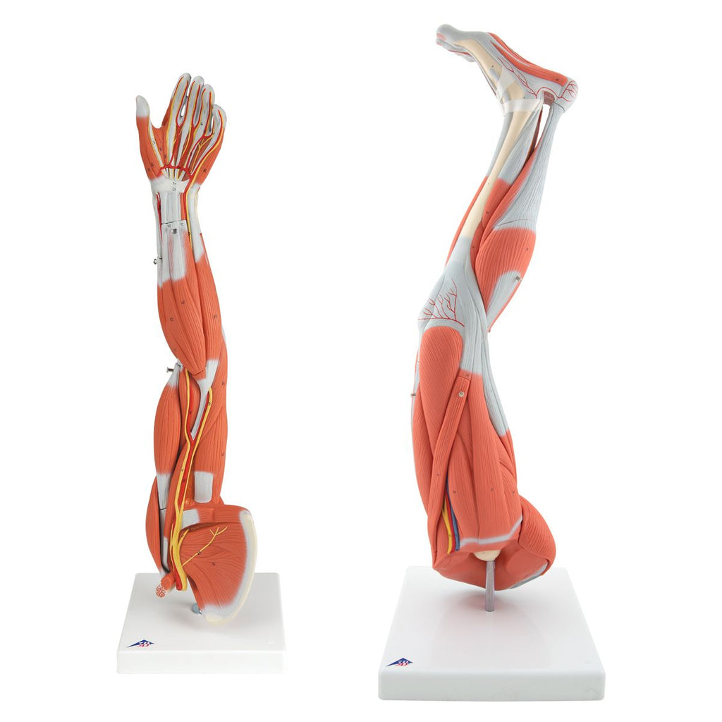 Muscle Models — Health Simulation