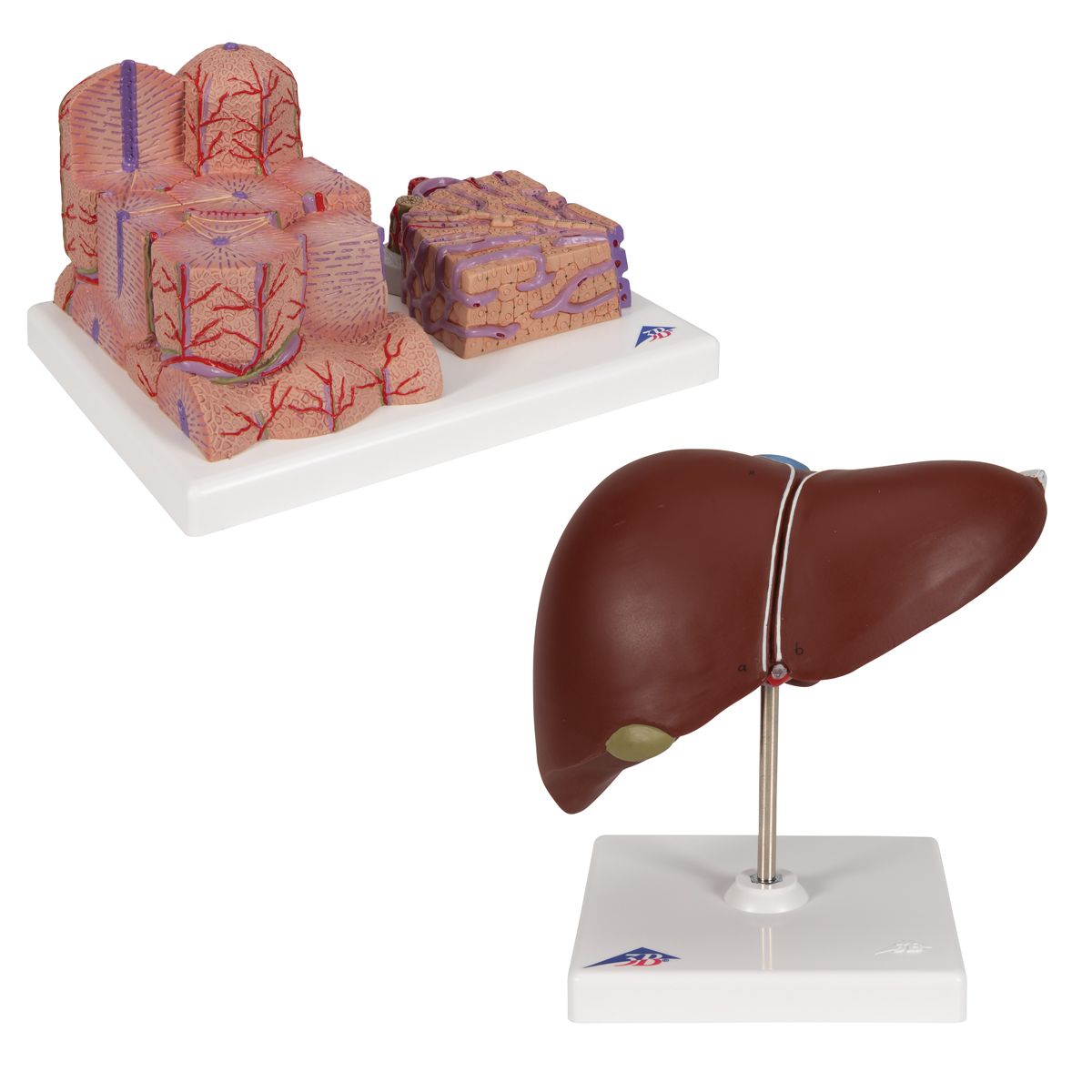Liver Set — Health Simulation