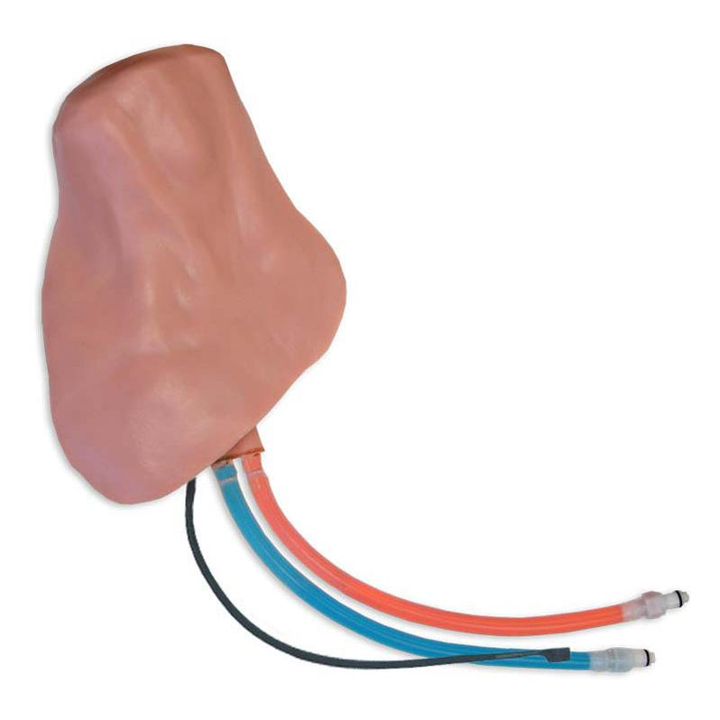 Regional Anesthesia Replaceable Tissue — Health Simulation