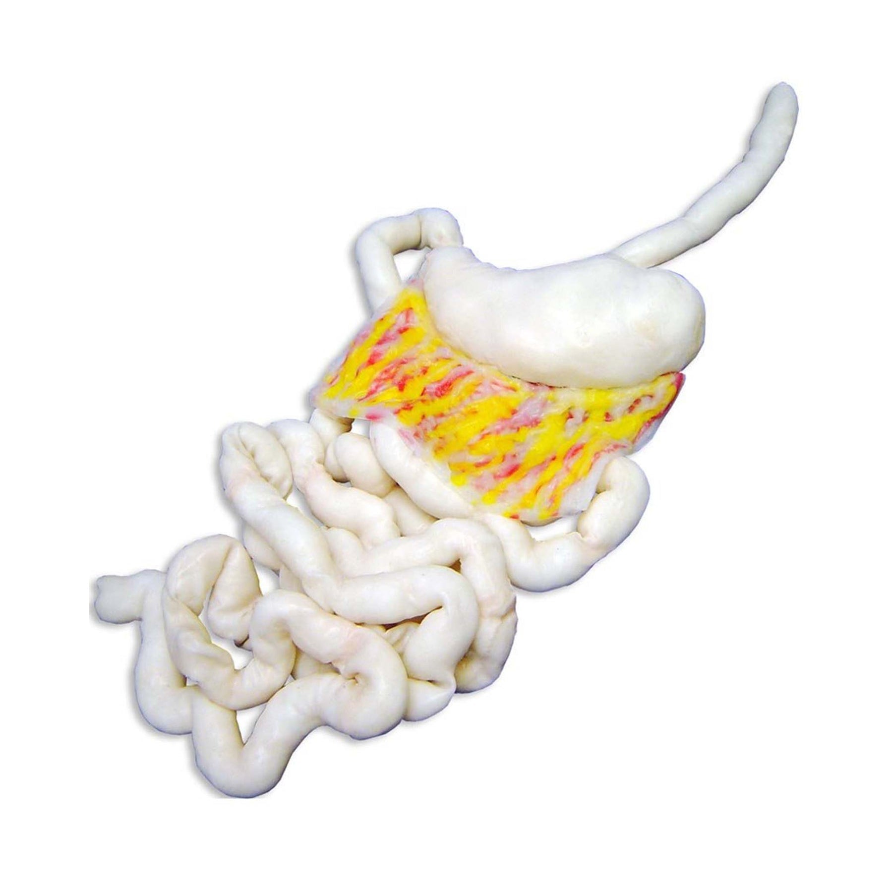 Complete Digestive Tract — Health Simulation